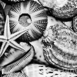 Shellscape Photograph by Kaye Menner - Fine Art America