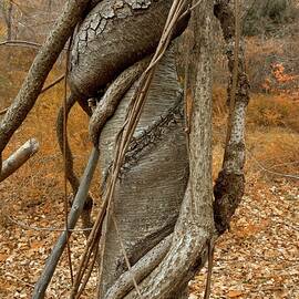 Strangle Art for Sale - Fine Art America