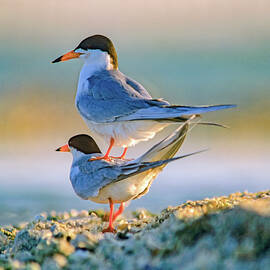 Tern Art for Sale - Fine Art America