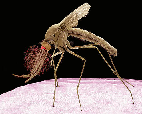 Culex Art for Sale - Fine Art America