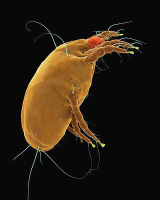 Dust Mites Actual Size