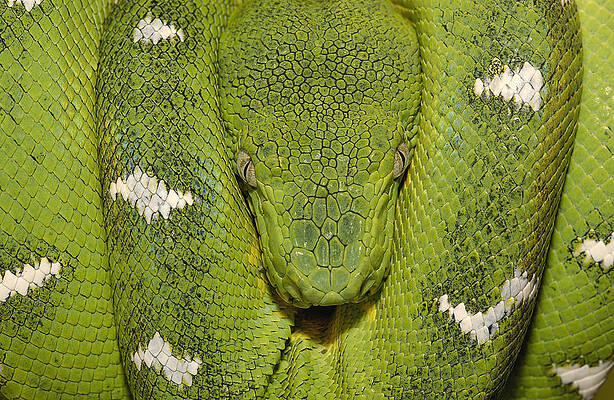 Caninus Art - Fine Art America