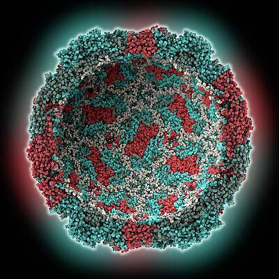 Rhinovirus Art for Sale - Fine Art America