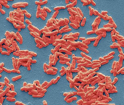 Mycobacterium Art for Sale - Fine Art America