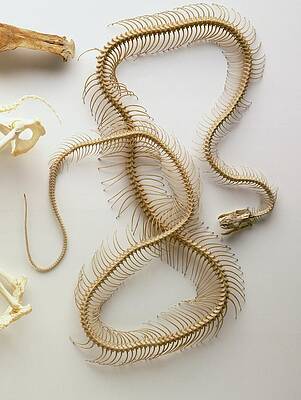 Pythonidae Art - Fine Art America