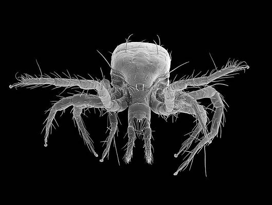 Tetranychus Art for Sale | Fine Art America