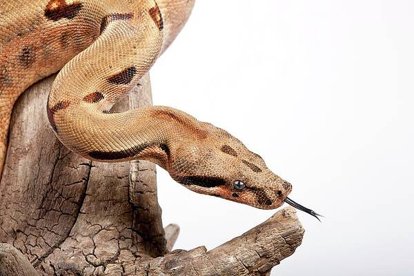 Non-sense Art for Sale - Fine Art America