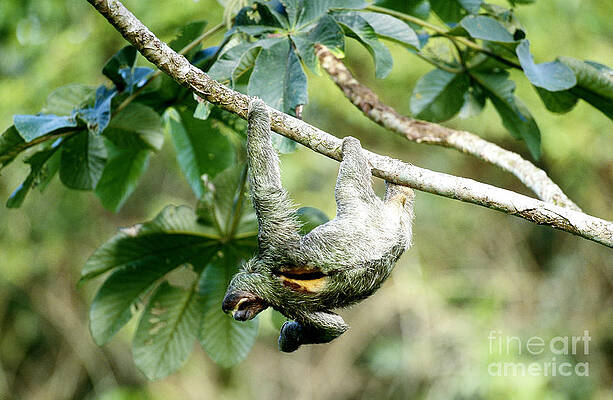 Edentate Art - Fine Art America