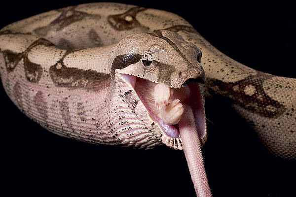 Swallow Art (Page #29 of 35) - Pixels