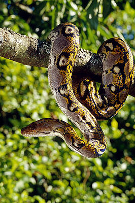 Boidae Art for Sale - Fine Art America