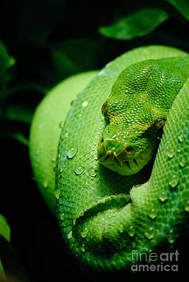 Vivarium Art for Sale - Fine Art America