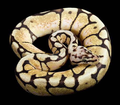 Regius Art - Fine Art America