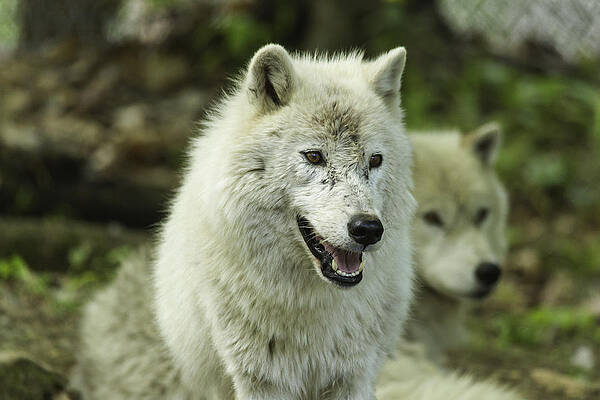 Wolfish Art for Sale - Fine Art America