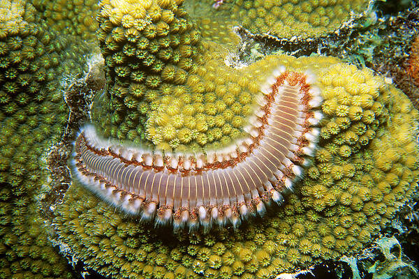 Fireworm Art - Fine Art America