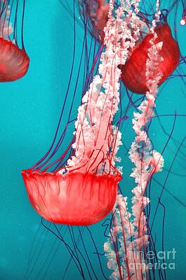 Chey Art for Sale - Fine Art America