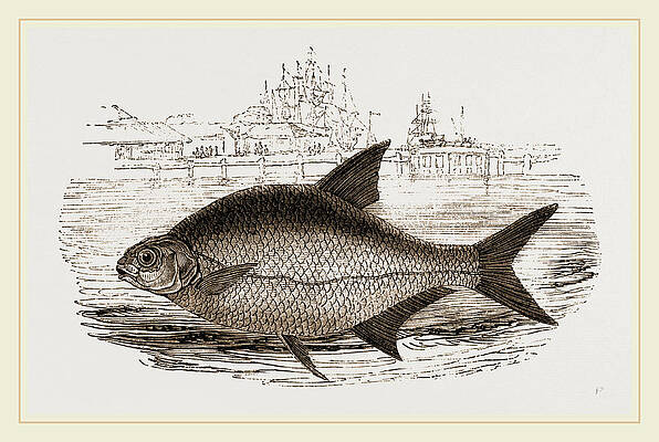 Bream Drawings - Fine Art America