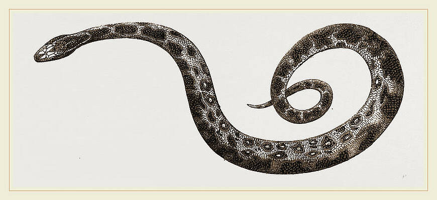 Python Drawings - Fine Art America