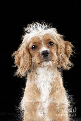 Cavapoo Art - Pixels