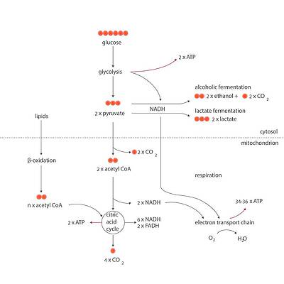 Respiration Wall Art for Sale - Pixels Merch
