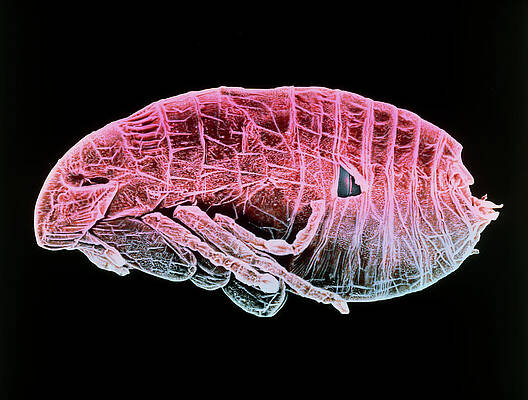 Pupae Art Pixels