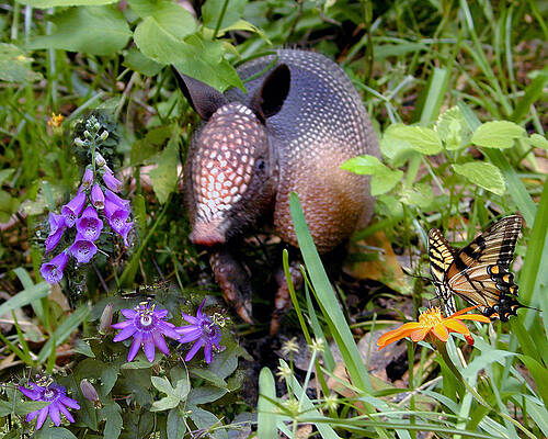 Dillo Art - Fine Art America