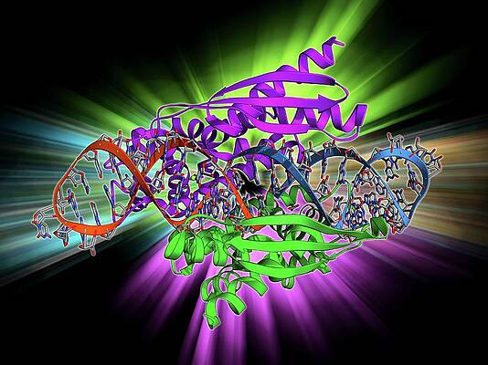 Rnase Art for Sale - Fine Art America