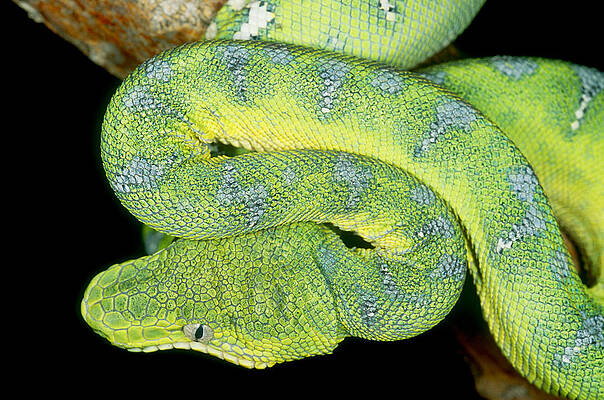 Corallus Art - Fine Art America