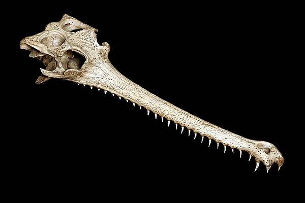 Piscivore Art for Sale - Fine Art America