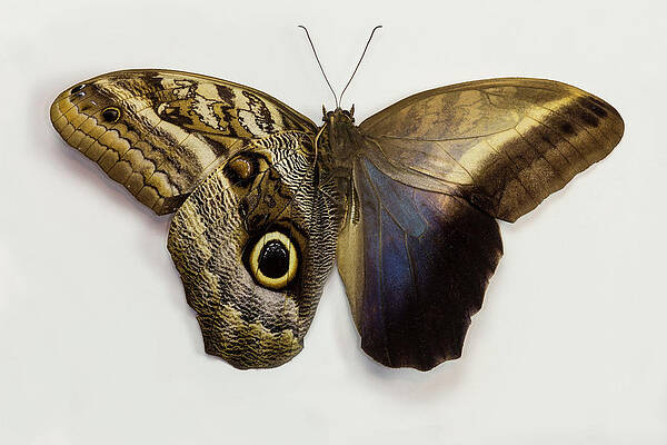 Caligo Art - Fine Art America