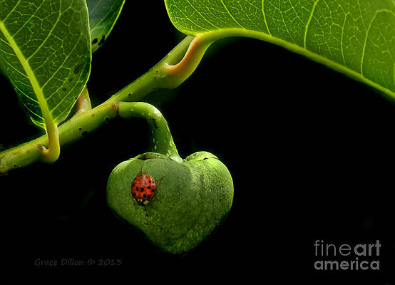 Annona Art - Fine Art America