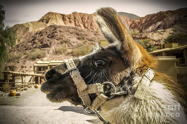 Purmamarca Art - Fine Art America