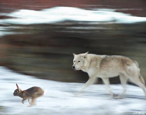 Wolf Chasing Rabbit