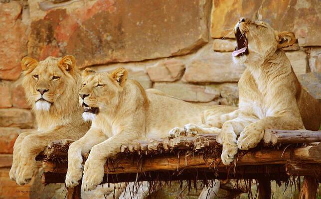 Thundercats Art | Fine Art America