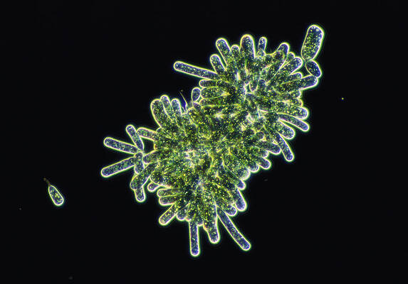 Maius Art - Fine Art America