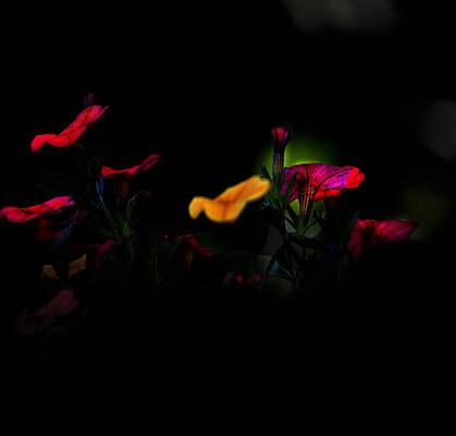 Buta Art for Sale - Fine Art America