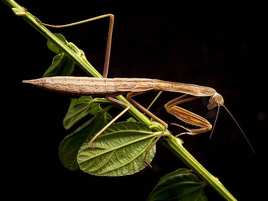 Labrum Art for Sale - Fine Art America