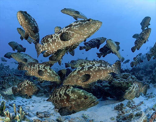 Aggregation Art for Sale | Fine Art America