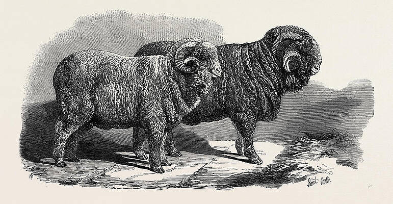 Merino Drawings - Fine Art America