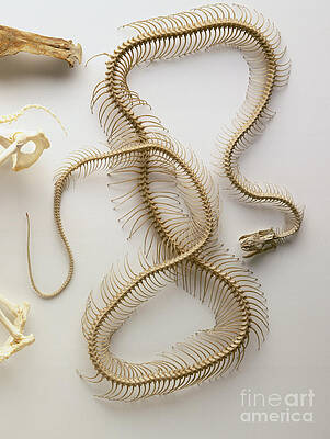 Pythonidae Art - Fine Art America