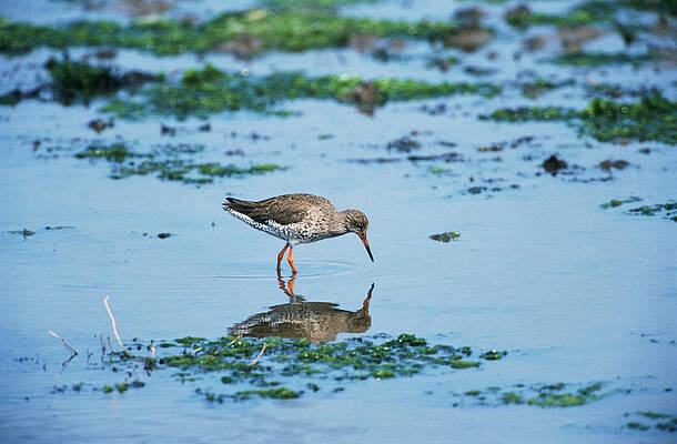 Tringa Wall Art | Fine Art America