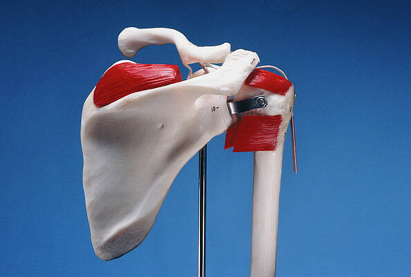 Humerus Art for Sale - Fine Art America