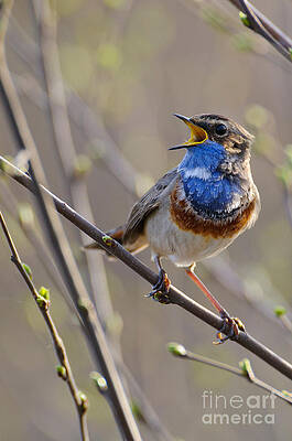 Bluethroat Art for Sale - Fine Art America