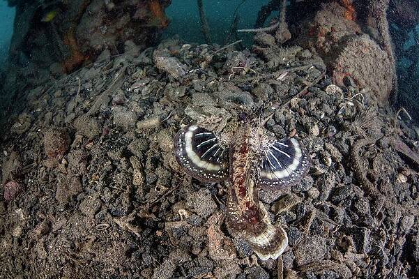 Devilfish Art - Pixels