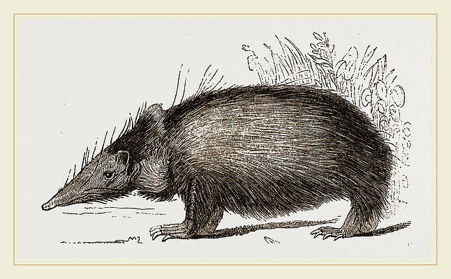 Tenrec Art for Sale - Fine Art America