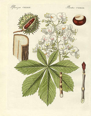 Chestnut Tree Drawing