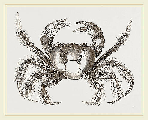 Una Drawings - Fine Art America