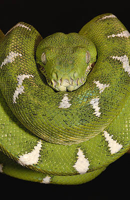 Caninus Art - Fine Art America