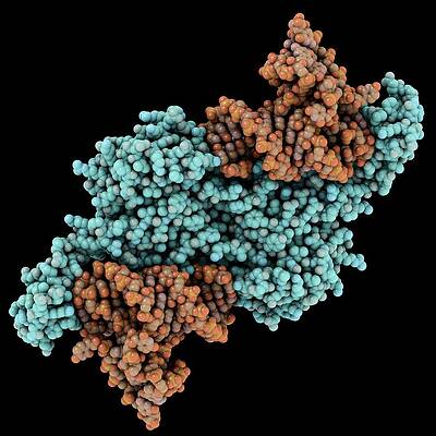 Rnase Art - Fine Art America