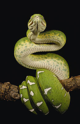 Caninus Art - Fine Art America