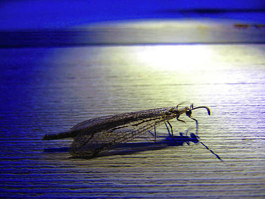 Doodlebug Art - Fine Art America